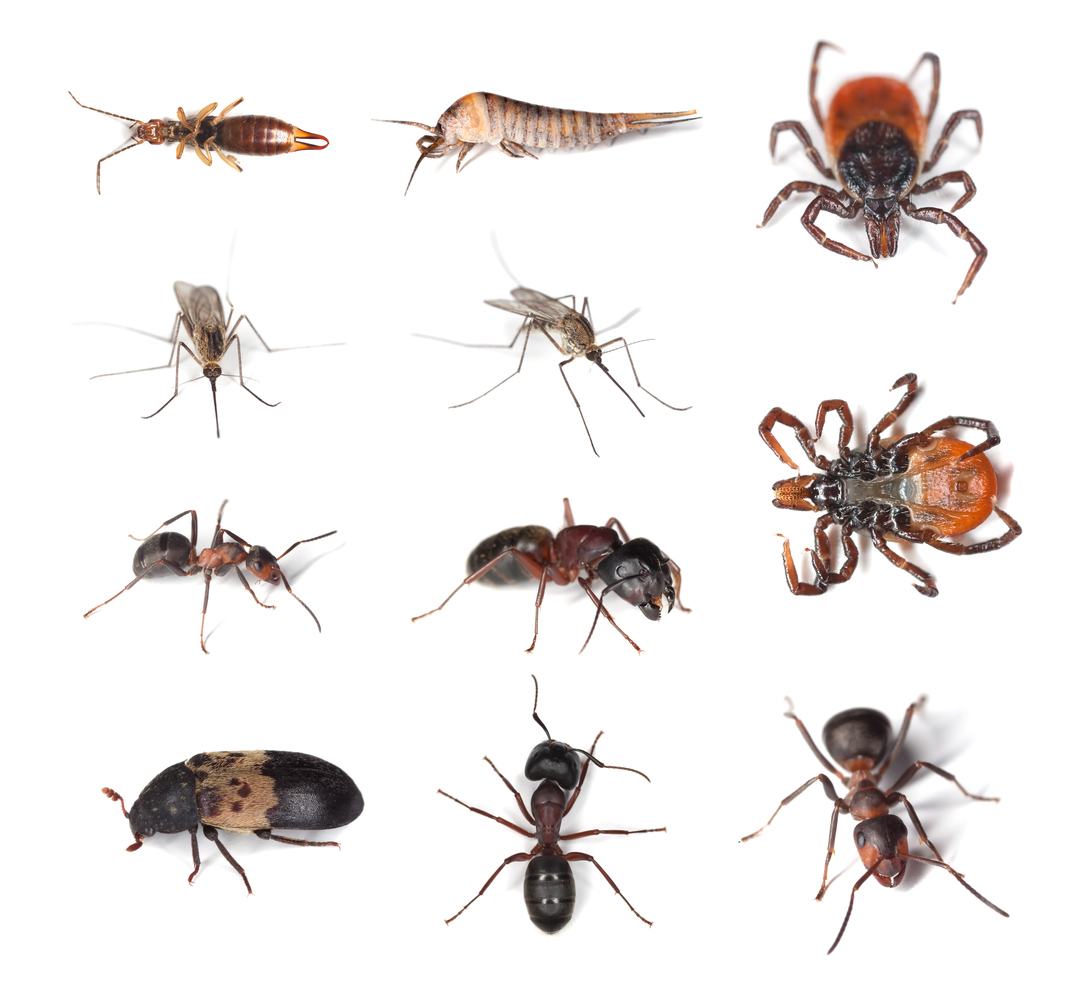 Pest & Termite Guide: Hughes Exterminators Pest Library