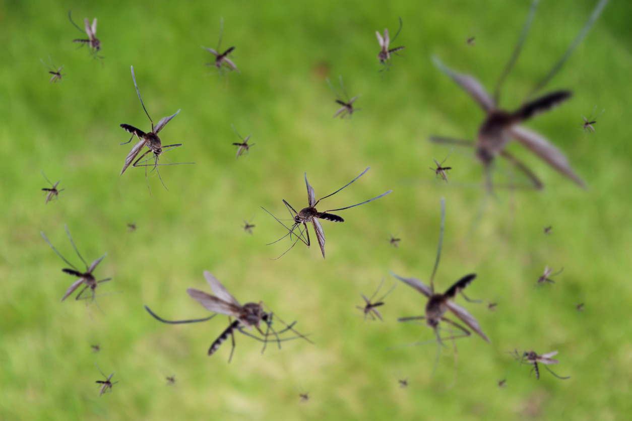 Hughes Exterminators | Mosquito Control in SW Florida
